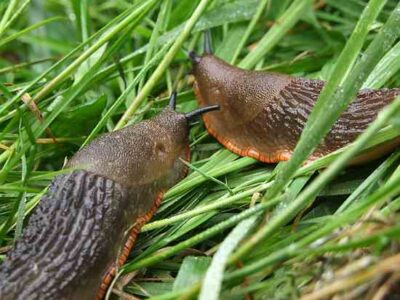 Garden Slugs